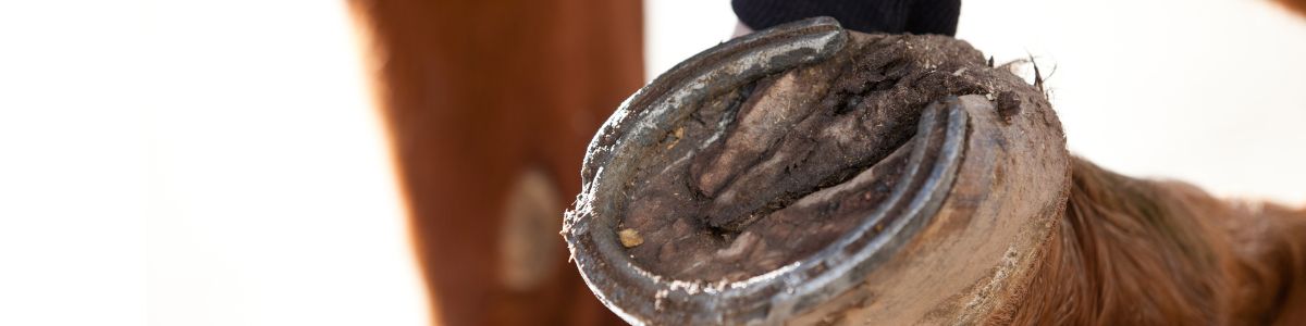 Thrush in Horses: Causes, Treatment, and Prevention